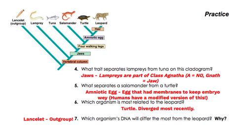 Unit 1 2 Cladistics The Biology Classroom