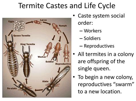 Queen Termite Life Cycle