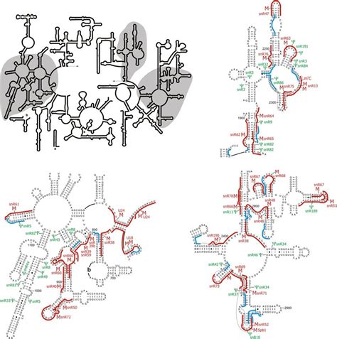 Rrna Primary Structure