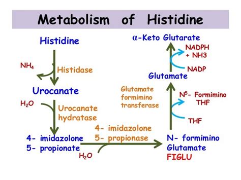 Histidine Metabolism