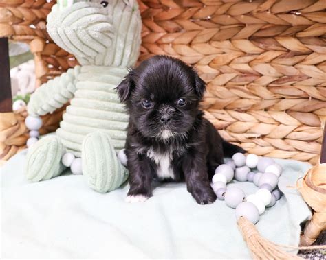 Shih Tzu Teapup
