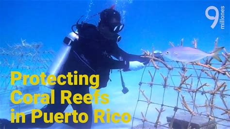 Video Datos De Arrecifes De Coral En Puerto Rico