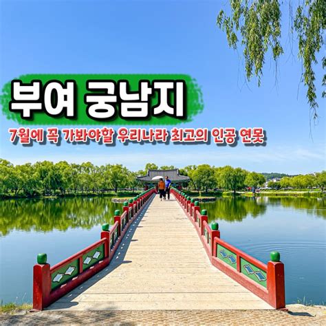 7월 부여 가볼만한곳 부여 궁남지 연꽃 피는시기 서동연꽃축제 네이버 블로그