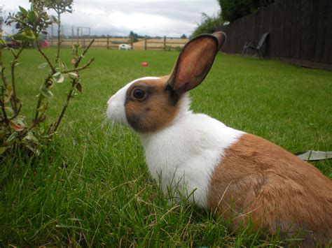 Dutch Rabbits