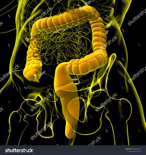 Large Intestine 3d Illustration Human Digestive Stock Illustration