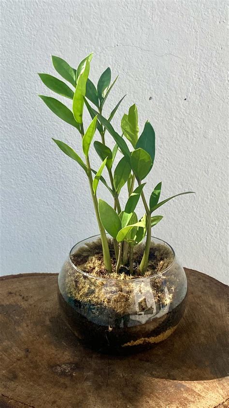 Mini Zamioculca No Vaso De Vidro Redondo Casita Verde