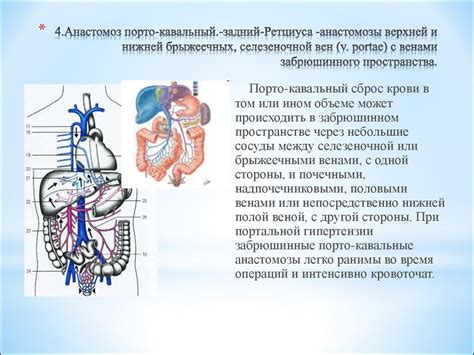 Воротная вена V Portae Hepatis Анастомозы презентация онлайн