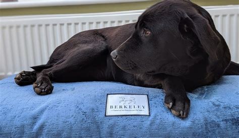Best Dog Beds 2021 Buyers Guide