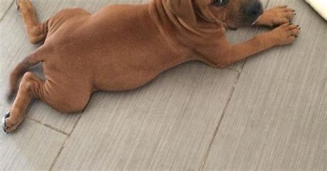 Rhodesian Ridgeback Pitbull Lab Mix