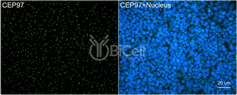 Cep97 Antibody Bicell Scientific®