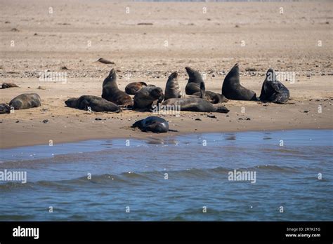 A Colony Of The Brown Fur Seal Arctocephalus Pusillus Also Known As