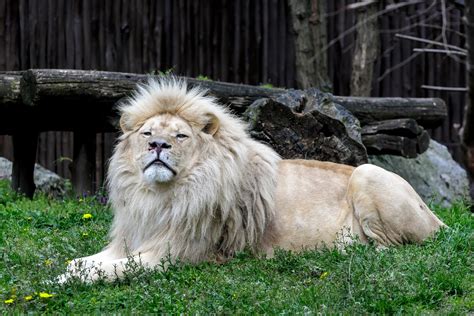 Návštevníci ZOO kde lev roztrhal majiteľa PREHOVORILI TOTO sa dialo