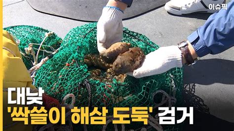 대낮 싹쓸이 해삼 도둑 검거 이슈픽 네이버 Tv