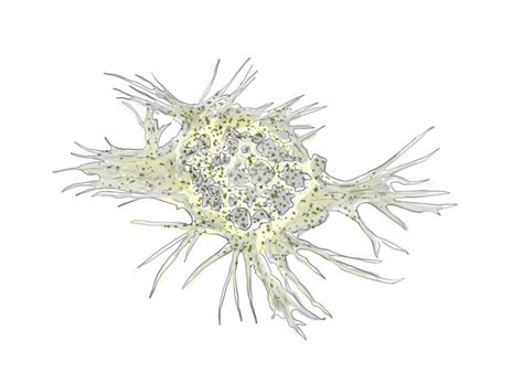 Hunting For Hemocytes Maryland Sea Grant