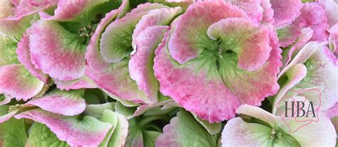 Royal Surprise Hydrangea Breeders Association