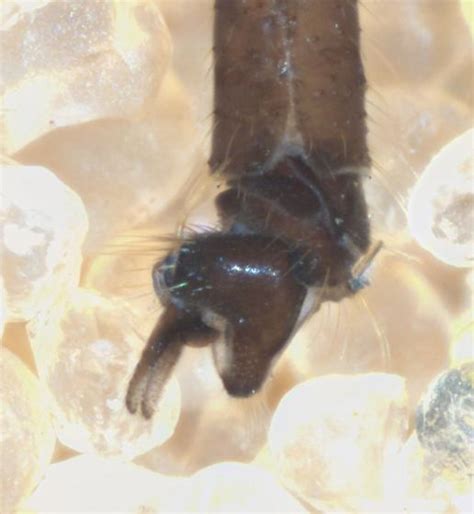 Trichocera Male Trichocera Bugguidenet