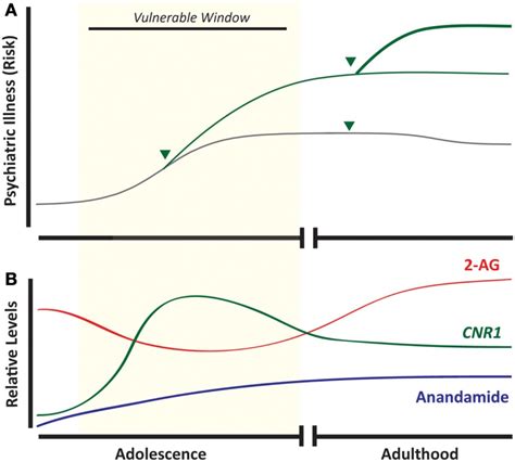 Developmental Cannabis Increases Vulnerability To Psychiatric Disease