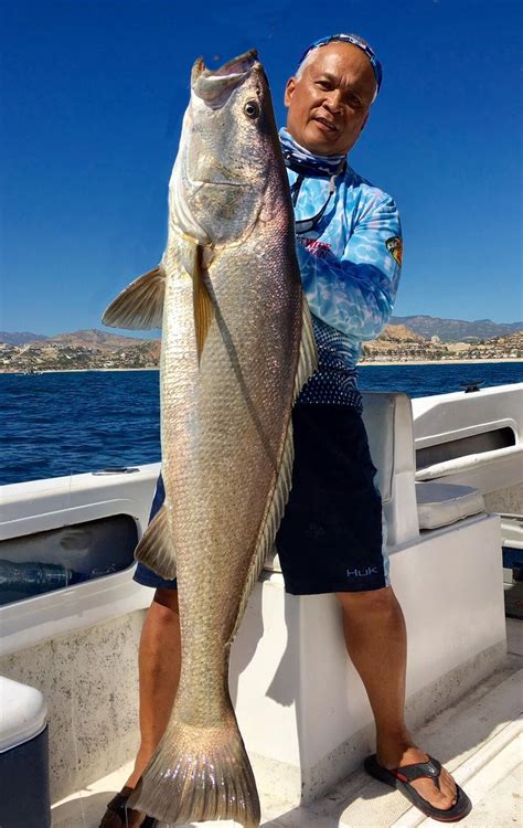Totoaba Mexican