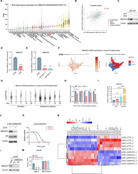 Ferroptosis Surveillance Independent Of Gpx4 And Differentially
