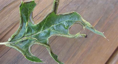 Oak Leaf Itch Mites Ryan Lawn And Tree