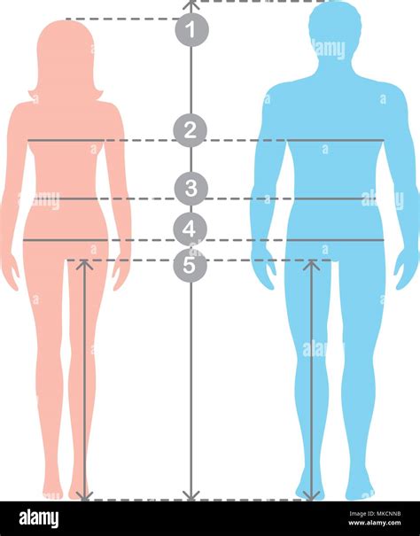 Silhuettes Of Man And Women In Full Length With Measurement Lines Of Body Parameters Man And