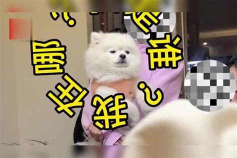 主人打麻将狗子非要一起去约法三章不许睡觉狗子困到怀疑狗生