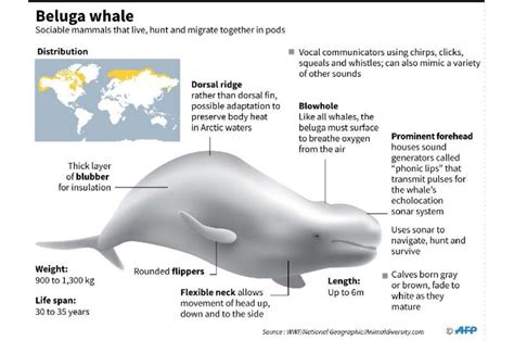 Beluga Whale Life Cycle