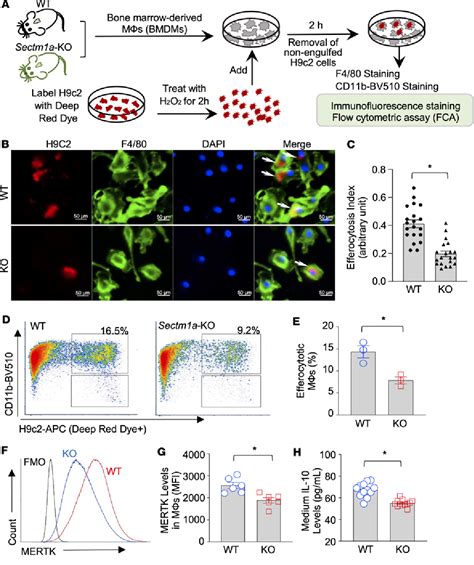 Figure 2 From Macrophage Enriched Sectm1a Promotes Efficient Efferocytosis To Attenuate Ischemia