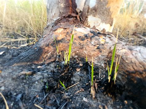 Frrr The Black Summer Bushfires That Swept Through Many