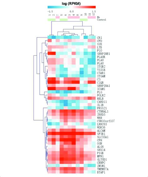 Heatmap Of Degs Identified By Rna Sequencing Showing The Hierarchical