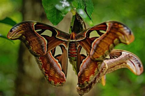 14 Magical Forest Animals With Surreal Traits