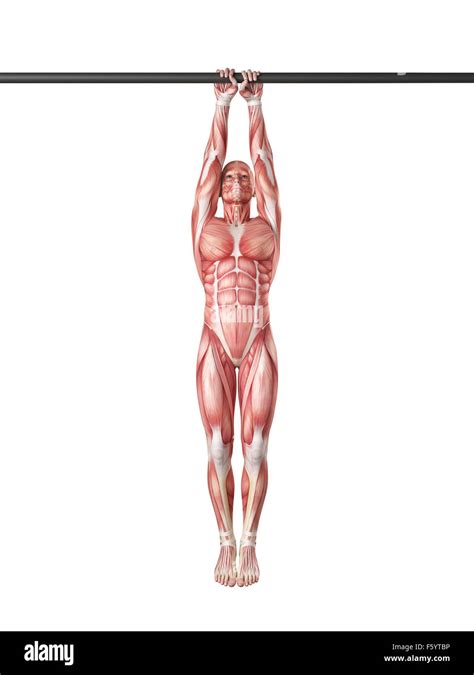 Exercise Illustration Close Grip Pull Ups Stock Photo Alamy