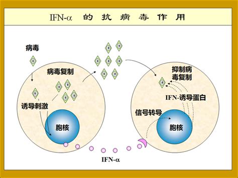 免疫学整理 细胞因子and补体系统 知乎