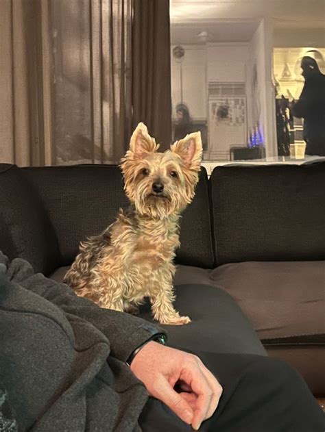 йоркширский терьер йорик большой ушки большие