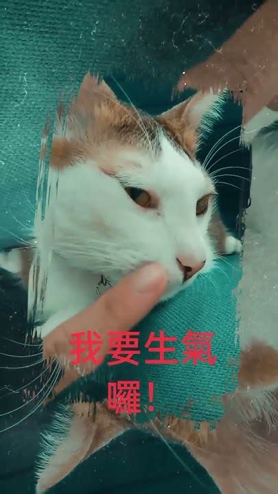 【猫波波】我要生气囖😤 Youtube