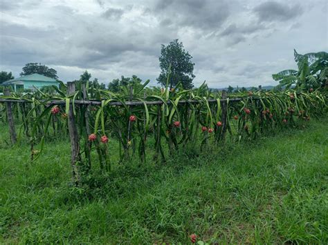 ငဖဲမြို့နယ် ထန်းကိုင်းကျေးရွာတွင် နဂါးမောက်ပင်များ စိုက်ပျိုးအောင်မြင် ဖြစ်ထွန်း Information