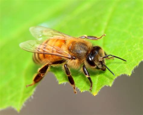 Honey Bee Biology Archives Honey Bee Suite