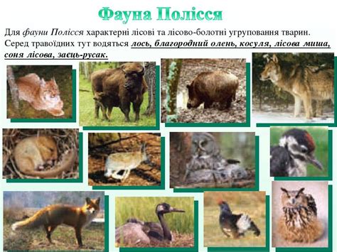 тваринний світ України презентація з географії