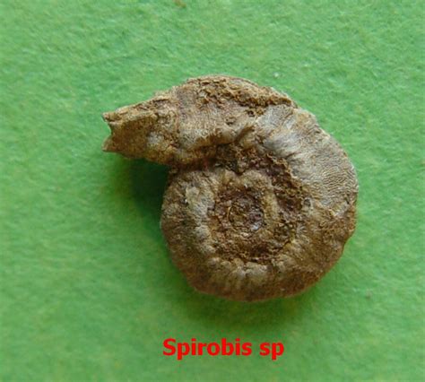Show Us Your Annelid Fossils Member Collections The Fossil Forum