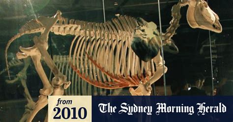 Video Phar Lap Skeleton Arrives In Australia