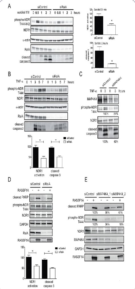 Rala Regulates Stress Induced Apoptosis Hela Cells Were Transfected