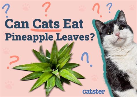 How To Burrito Wrap A Cat 7 Simple Steps Catster