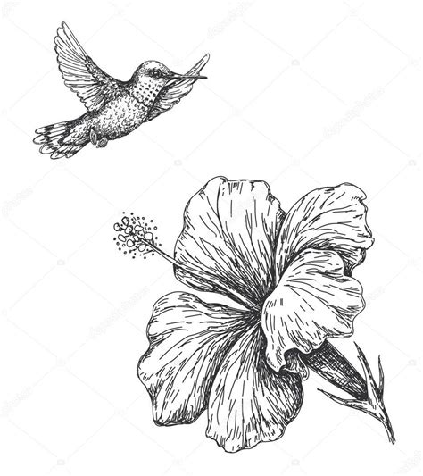 Pájaro zumbido monocromo dibujado a mano y hibisco aislado en blanco