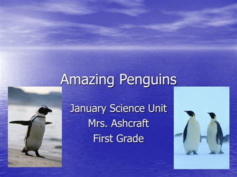 Ppt Amazing Penguins Powerpoint Presentation Free Download Id326526