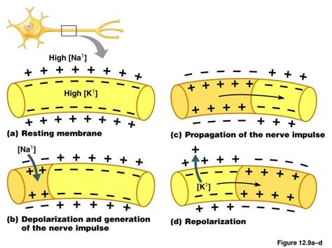 Ppt Fundamentals Of The Ns And Nervous Tissue Powerpoint Presentation