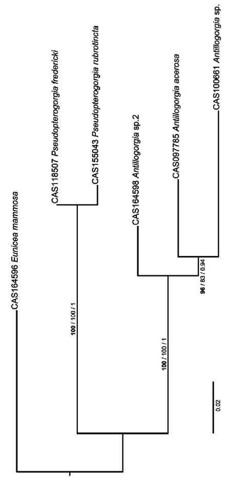 maximum likelihood analysis inferred from concatenated sequences of nd2