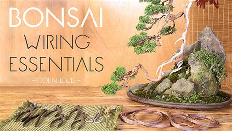A Simple Bonsai Wiring Lesson Bonsai Bark