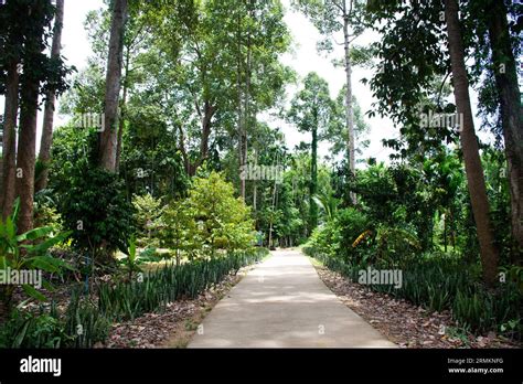 Ton Phueng Giant Tree Or Ton Siang Largest Highest Plant In Community