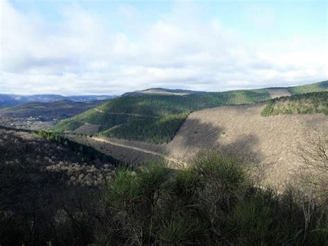 Premium Photo Lunas Had Been Famous For Its Boxwood Forests Now