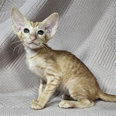 Oriental Shorthair Kittens For Sale Oriental Cat Price